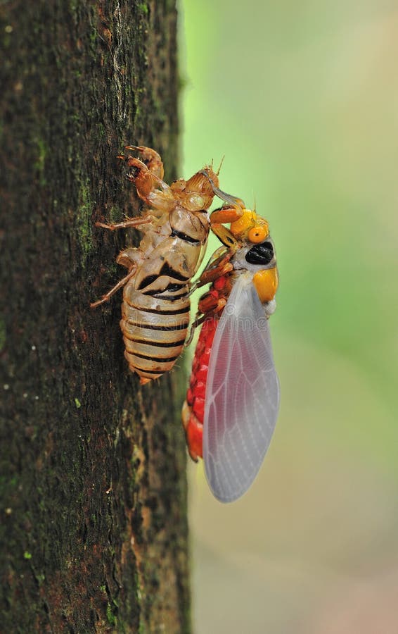 A Cicada Molting Process. Cicada Metamorphosis Molt. the Transformation ...