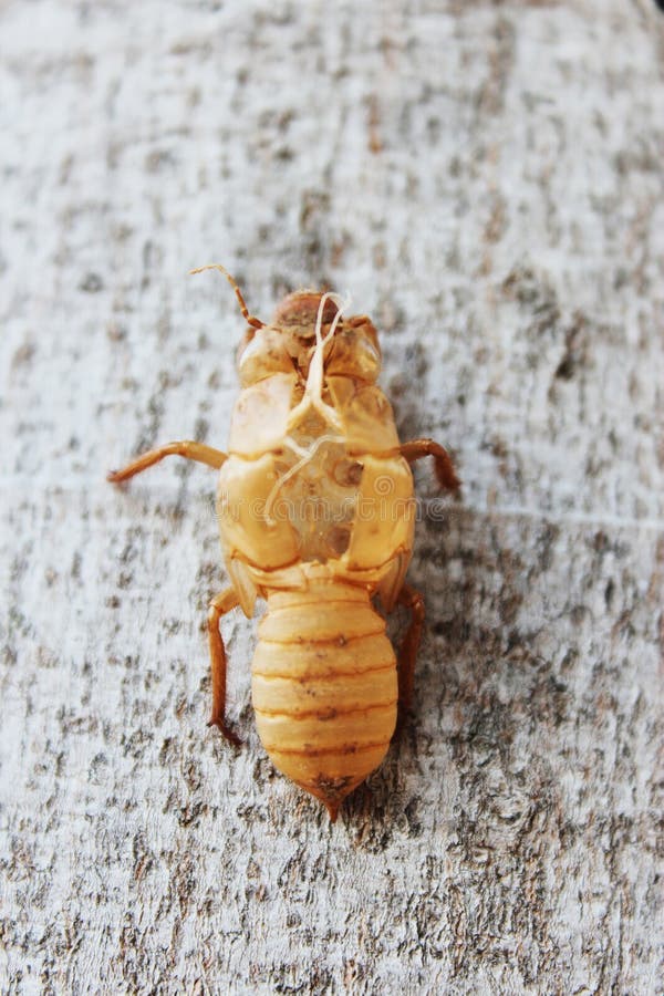 Cicada in molt stock image. Image of detail, abstract - 19341615