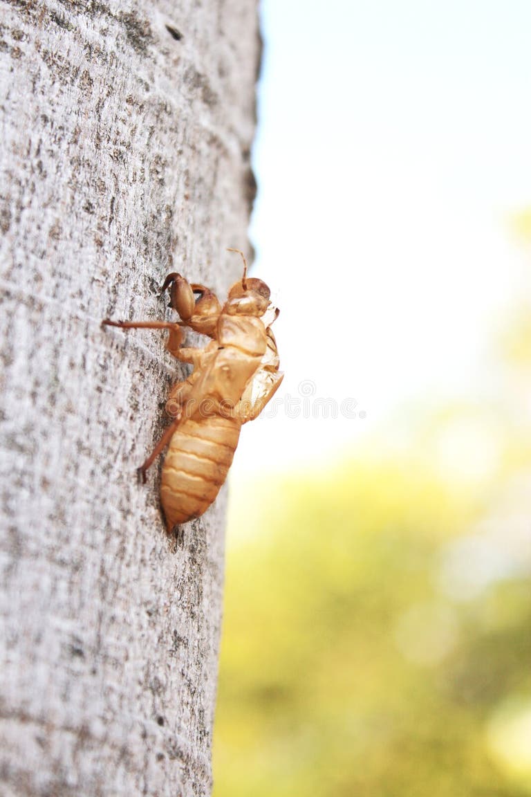 Cicada Anatomy Stock Photos - Free & Royalty-Free Stock Photos from ...