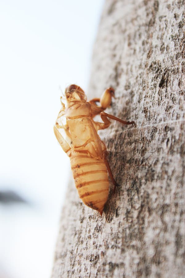 Cicada Molting in Tree. Molt Stock Photo - Image of auchenorrhyncha ...