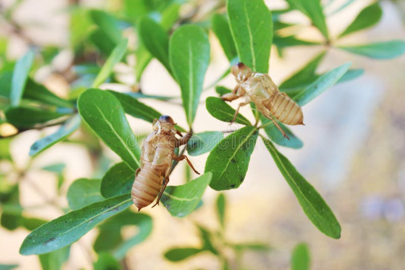 Cicada Molting in Tree. Molt Stock Image - Image of beautiful, eyes ...
