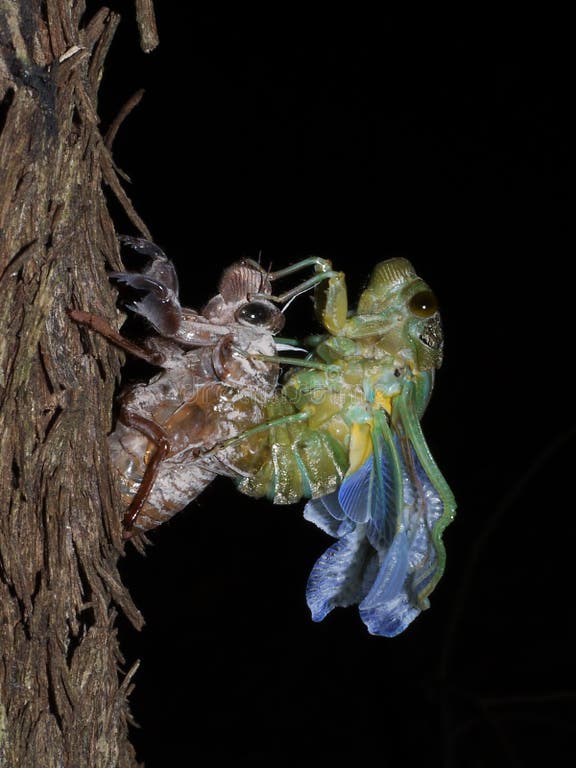 Cicada Moulting or Cicada in Ecdysis Stock Image - Image of ecdysis ...