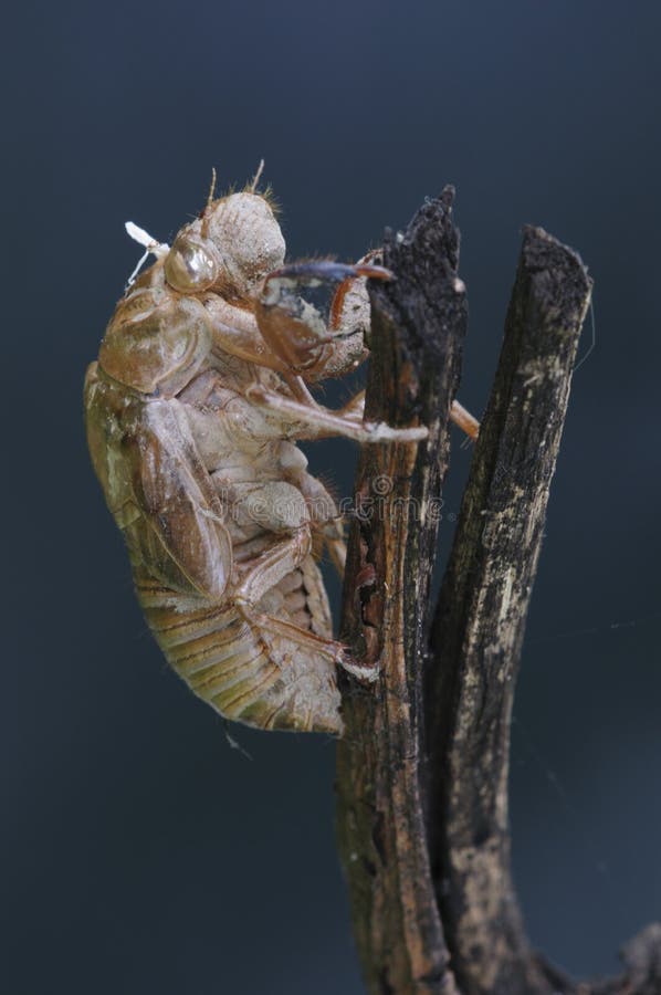 Cicada Moulting stock photo. Image of life, back, exoskeleton - 35249368