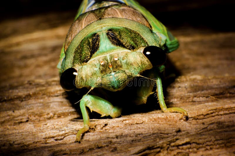 Cicada Mug Shot stock image. Image of close, green, brown - 36076247