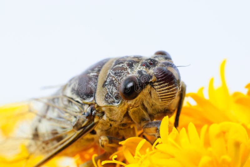 Cicada stock image. Image of cicada, yellow, flower, nature - 54724209
