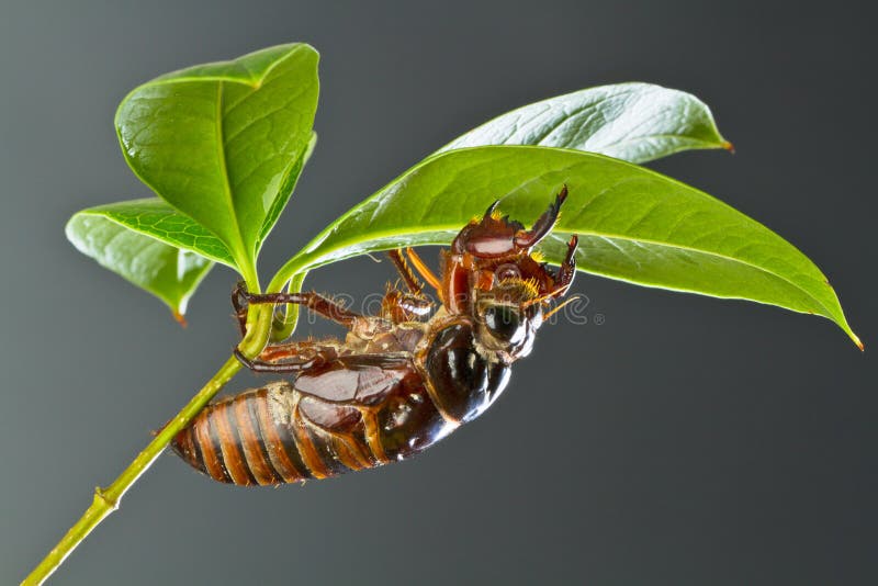 Cicada nymph stock image. Image of nymph, eclosion, nymphs - 19762951