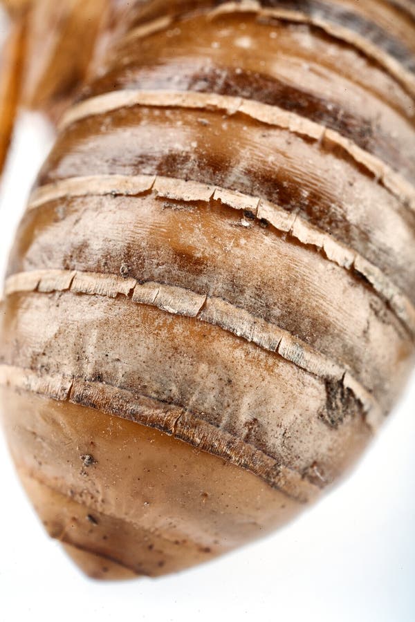 Cicada nymph shell stock photo. Image of creature, macro - 178951456