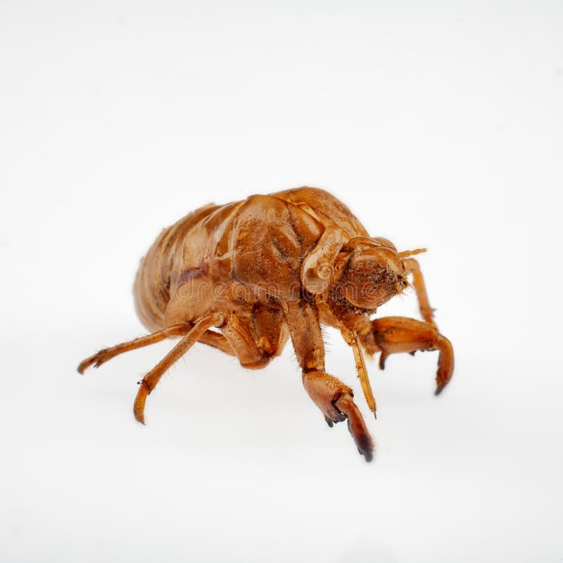 Cicada nymph shell stock photo. Image of closeup, macro - 178951484