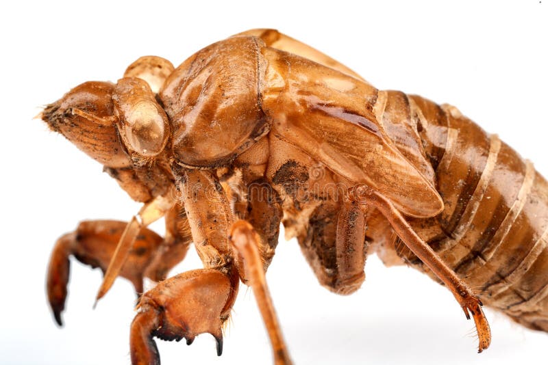 Cicada nymph shell stock photo. Image of exoskeleton - 178951518