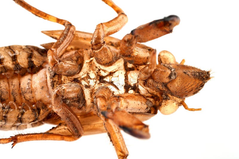Cicada nymph shell stock photo. Image of insect, creature - 178951566