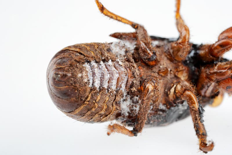 Cicada nymph shell stock photo. Image of creature, nature - 178951610