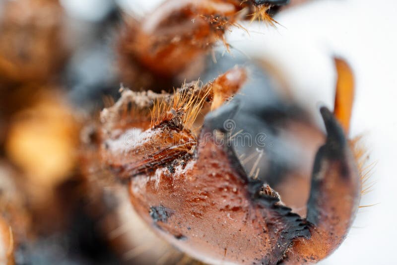 Cicada nymph shell stock photo. Image of nature, scientific - 178951682