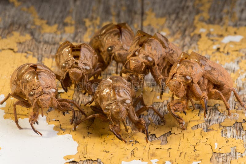 Cicada Nymph Shells stock photo. Image of cycle, closeup - 134950968