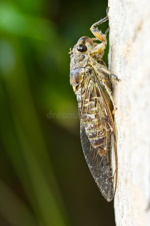 Cicada (order Hemiptera,suborder Auchenorrhyncha). Stock Photo - Image ...