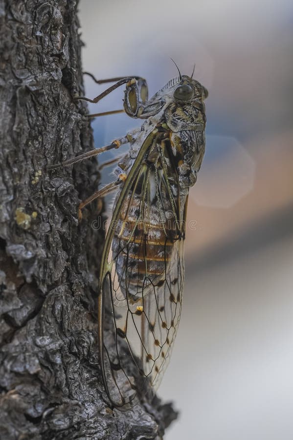 Cicada Orni Sitting on Dark Tree Bark Stock Photo - Image of ...