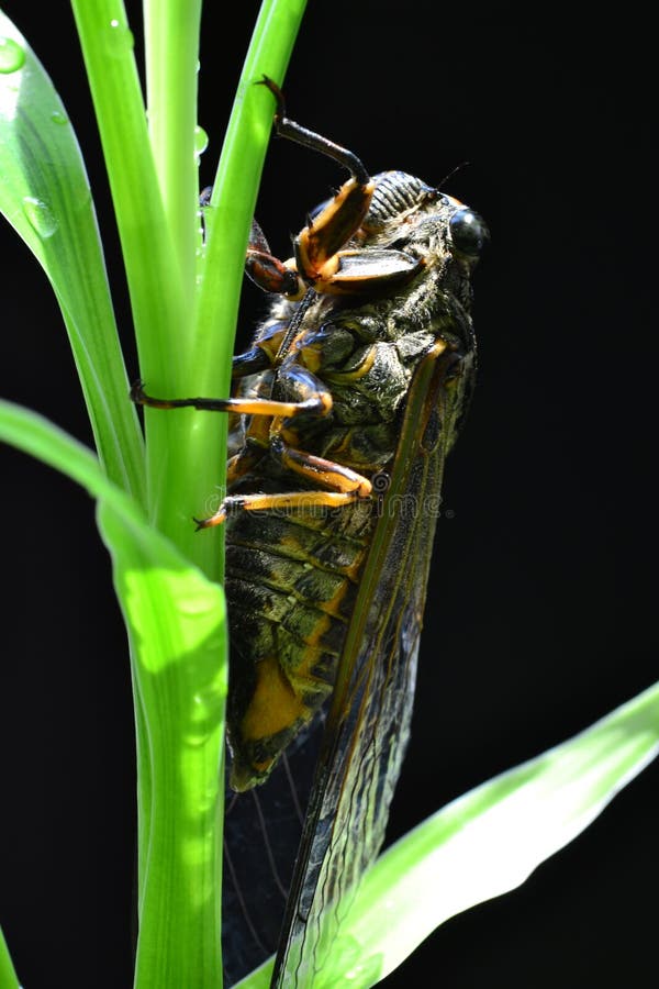 Black Cicada Stock Photos - Download 815 Royalty Free Photos