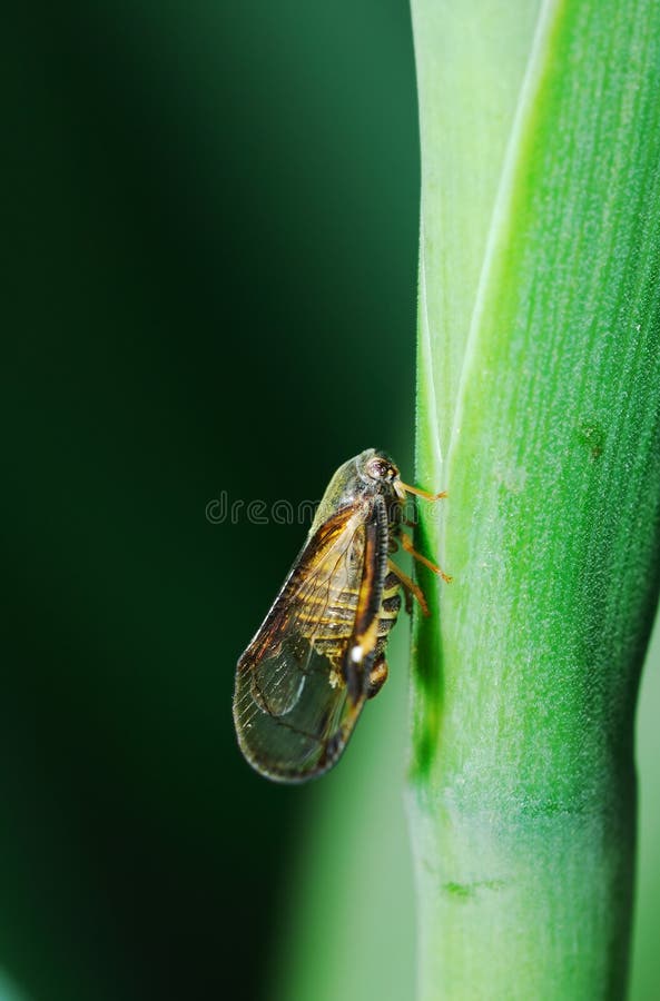 Cicada profile stock image. Image of cicada, tiny, caudex - 4966883