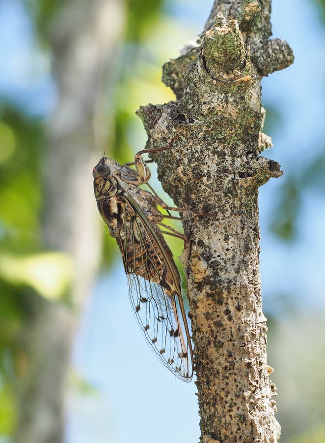 Cicada in Profile on a Branch Stock Photo - Image of detail, fauna ...