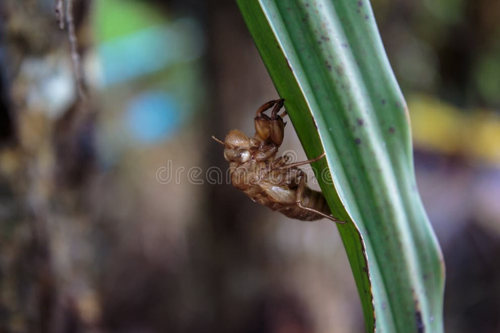 The cicada pupa on tree stock image. Image of insect - 59618175
