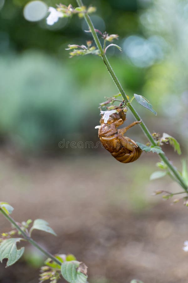 The cicada pupa on tree stock image. Image of insect - 59618175