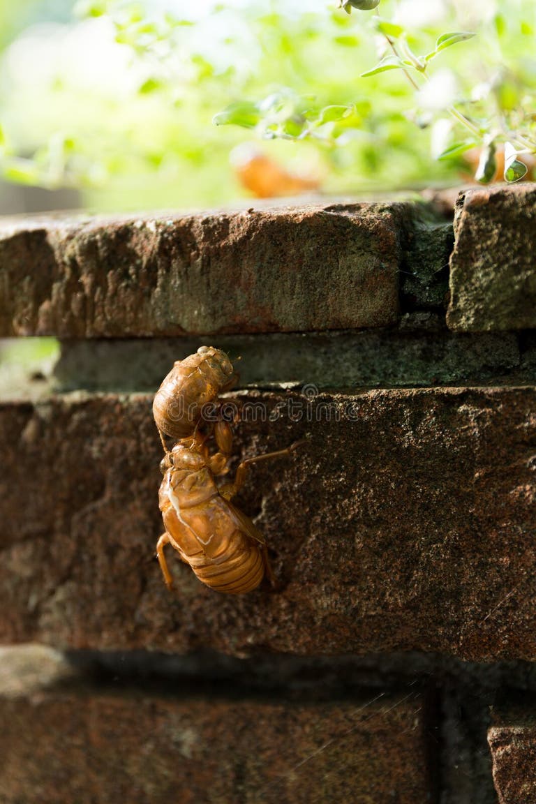 275 Cicada Pupa Stock Photos - Free & Royalty-Free Stock Photos from ...