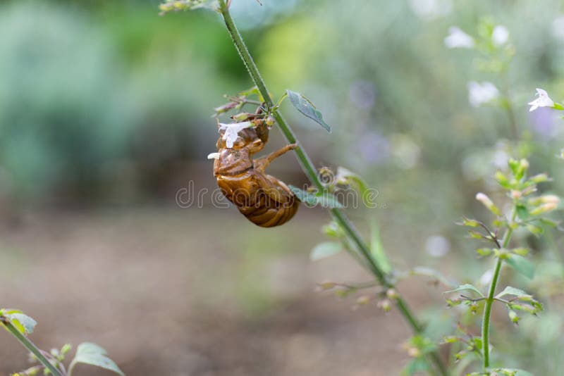 The cicada pupa on tree stock image. Image of insect - 59618175
