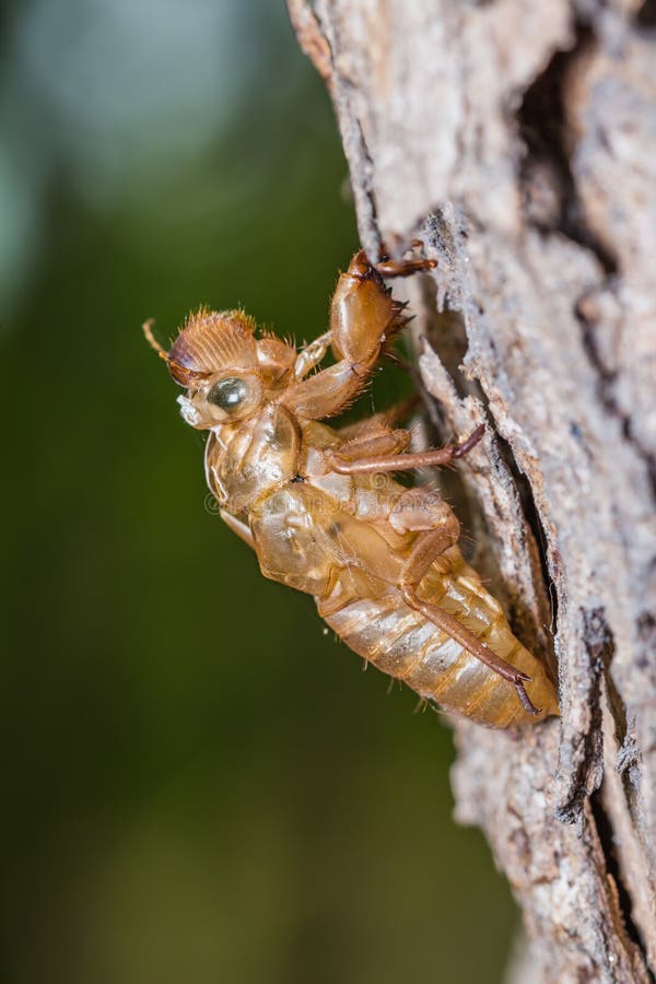 Pupal Case of a Gypsy Moth stock image. Image of animal - 10114293