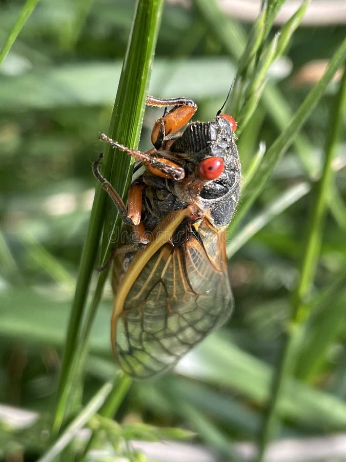 Cicada Ready for Close Up stock photo. Image of happy - 219362412