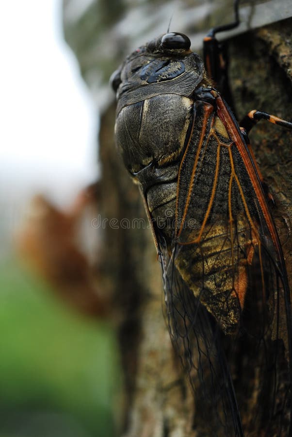 The cicada stock image. Image of spring, hook, animal - 39889271