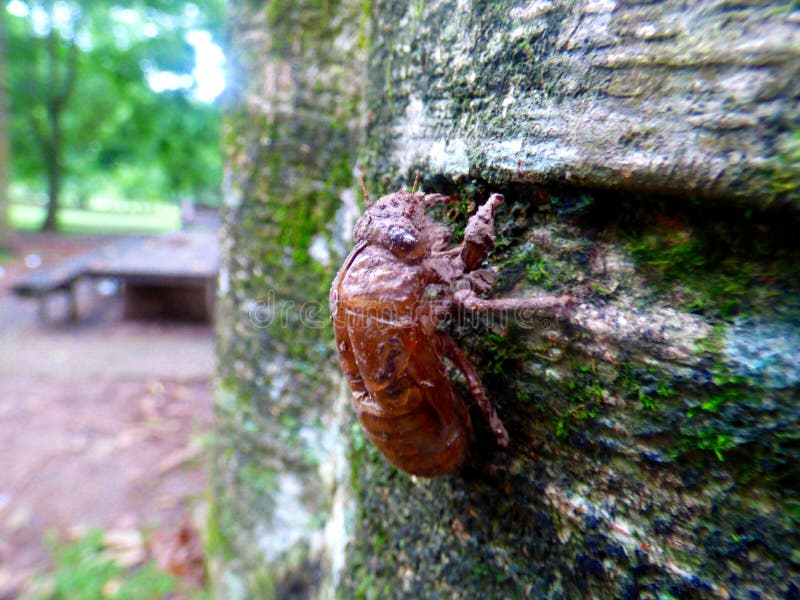 Coyuyo Stock Photos - Free & Royalty-Free Stock Photos from Dreamstime