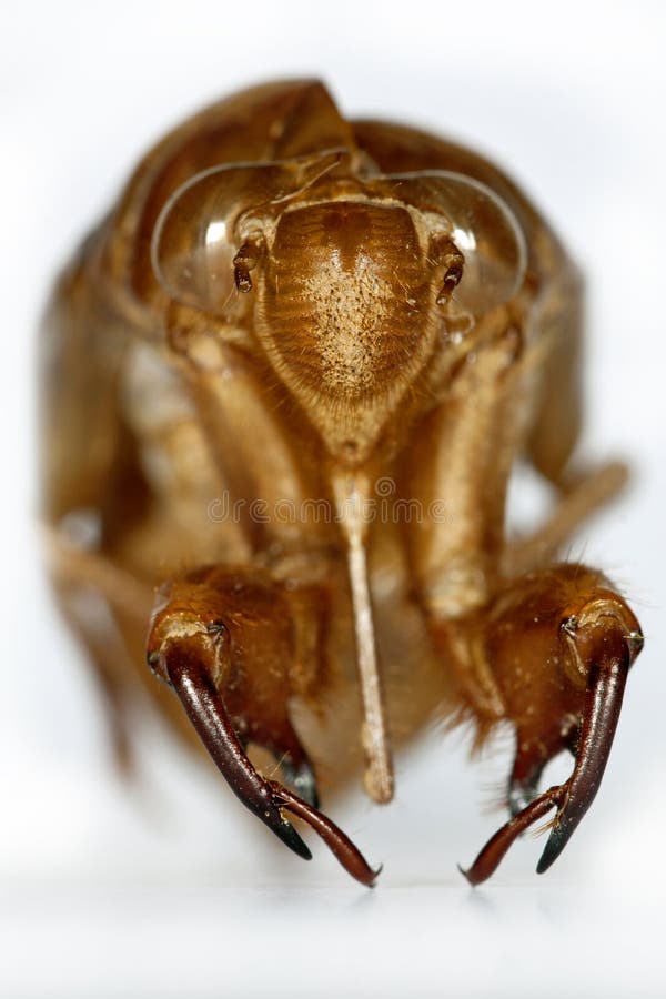 Cicada s old skin stock image. Image of cicada, closeup - 28523175