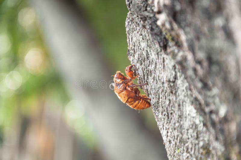Cicada`s Shell Attached To the Tree Stock Image - Image of cicadoidea ...