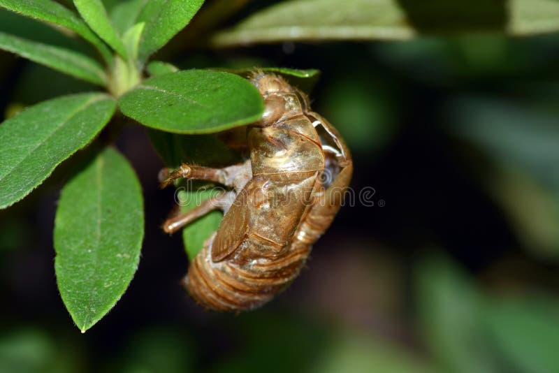 Cicada`s shell in Japan. stock photo. Image of husk - 100945752