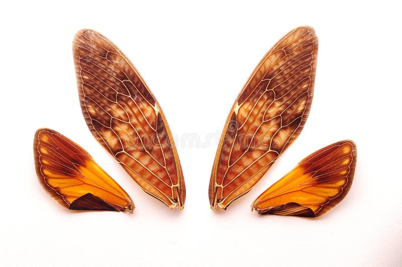 Dragonfly Wings stock vector. Illustration of flapping - 59230115