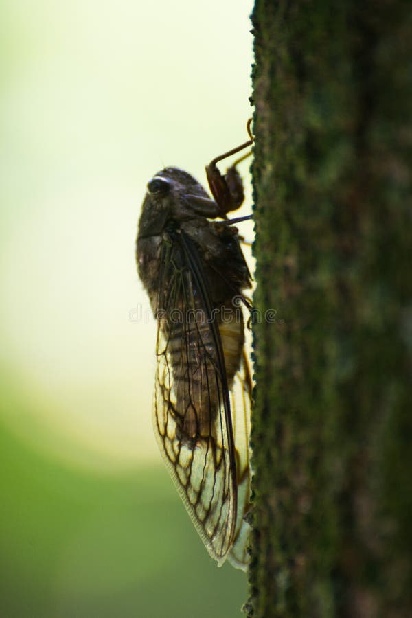 A Cicada Seen from the Side Stock Image - Image of insect, cicadoidea ...