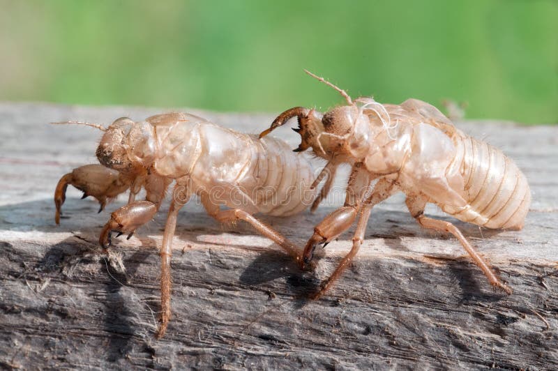 Cicada stock photo. Image of molt, outdoor, body, close - 31609046