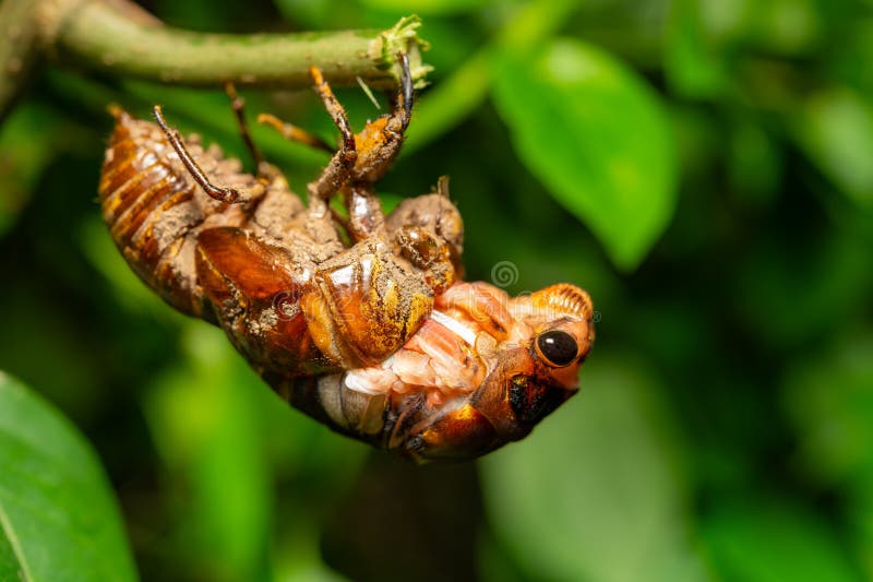 A Cicada in Shedding Its Shell and Feathering Horizontal Composition ...