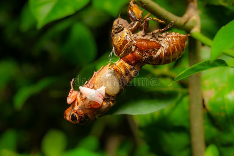 A Cicada in Shedding Its Shell and Feathering Horizontal Composition ...