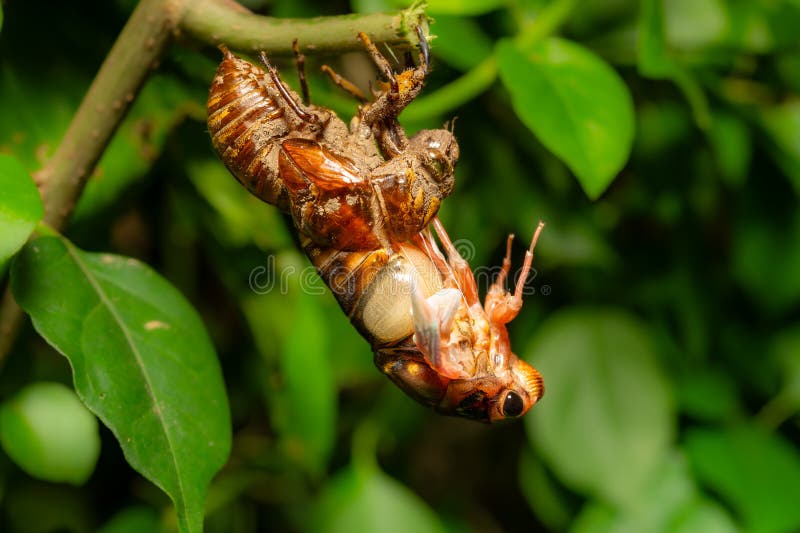 Cicada in Shedding Its Shell and Feathering at Horizontal Composition ...