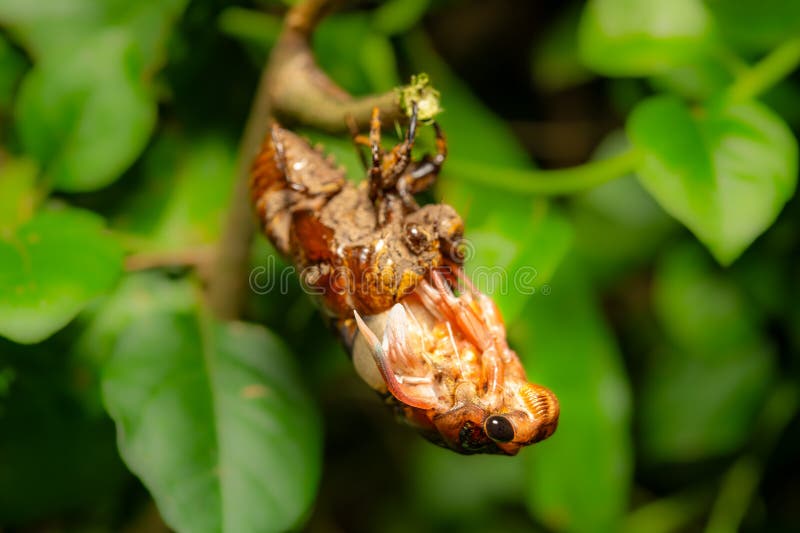 Cicada in Shedding Its Shell and Feathering at Horizontal Composition ...