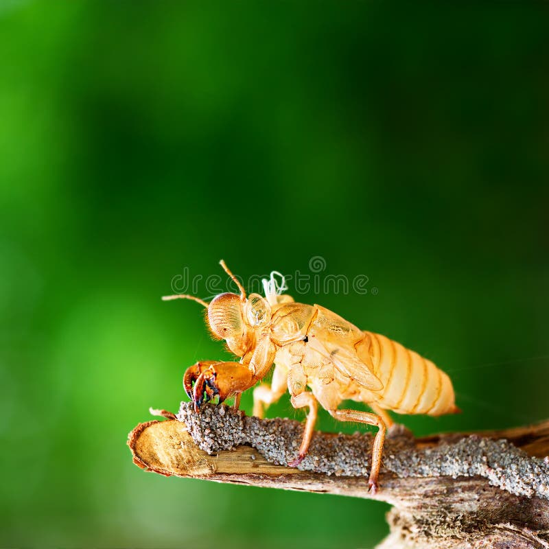 A Cicada Shedding the Nymph Exoskeleton Stock Photo - Image of emerge ...