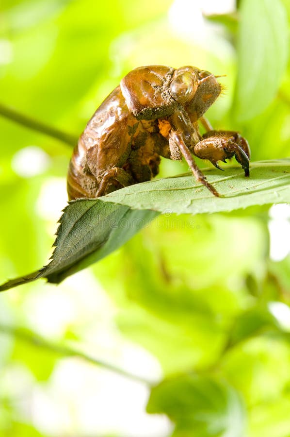 The cicada shell stock image. Image of trunk, likes, shell - 96147623