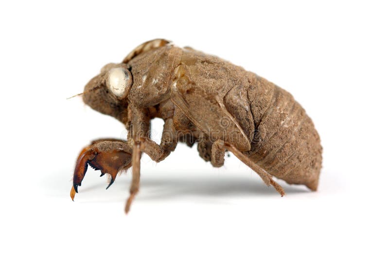 Cicada Shell stock photo. Image of details, molting, nature - 20428282