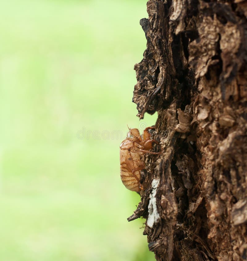 Cicada shell . stock photo. Image of larva, outdoor, wild - 24914694