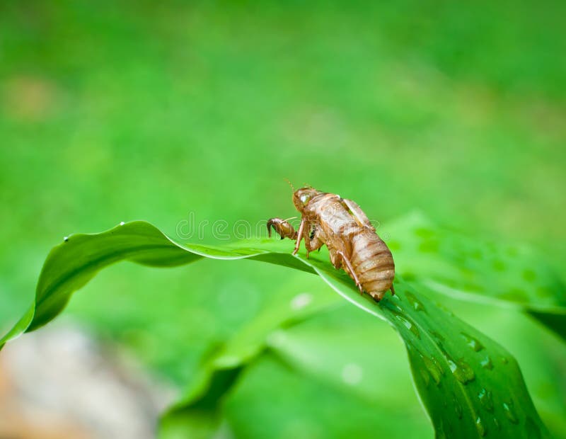 Cicada shell . stock photo. Image of larva, outdoor, tree - 24914708