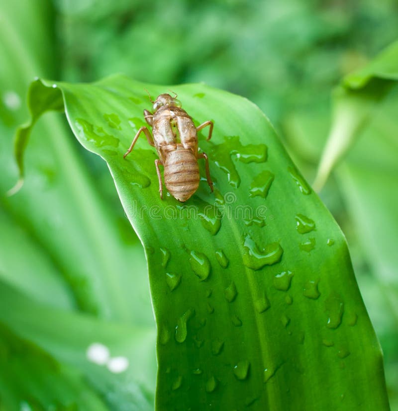 Cicada shell . stock photo. Image of nature, life, outdoor - 24914744
