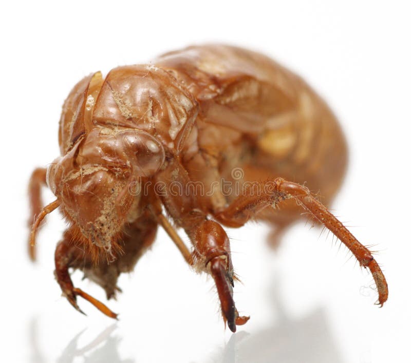 Cicada Shell stock photo. Image of white, closeup, macro - 25260966