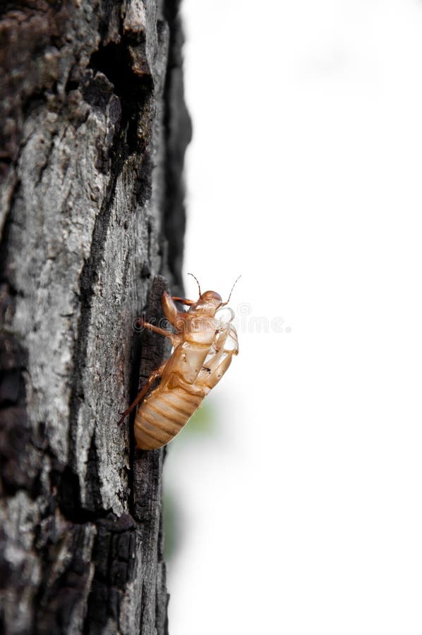 Cicada shell stock photo. Image of change, exoskeleton - 29398010