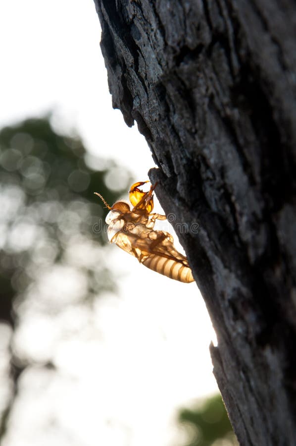 Cicada shell stock image. Image of brown, summer, forest - 29398149
