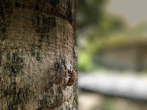 Cicada Shell Attached To a Tree Trunk Stock Image - Image of entomology ...